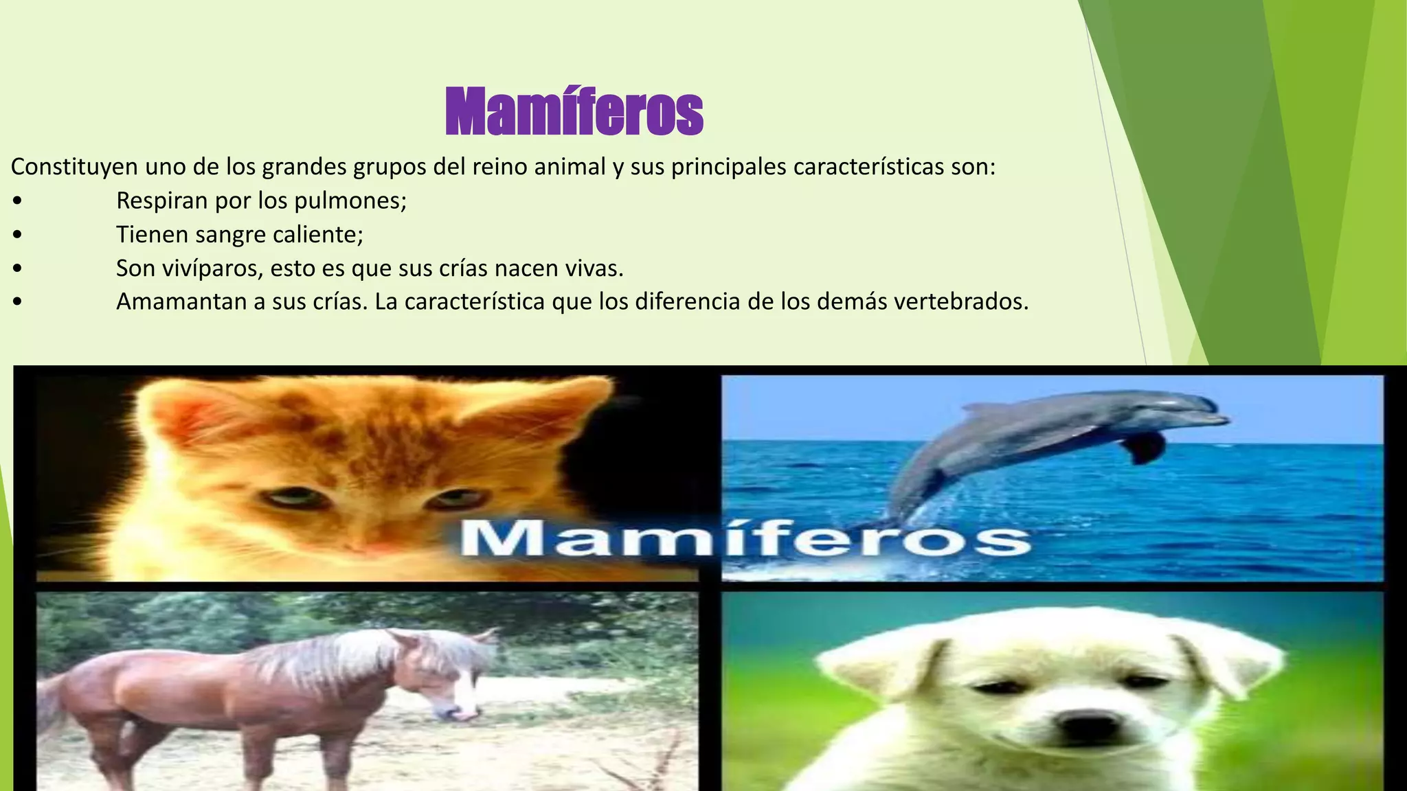 Animales vertebrados | PPT