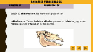 Animales vertebrados | PPTX