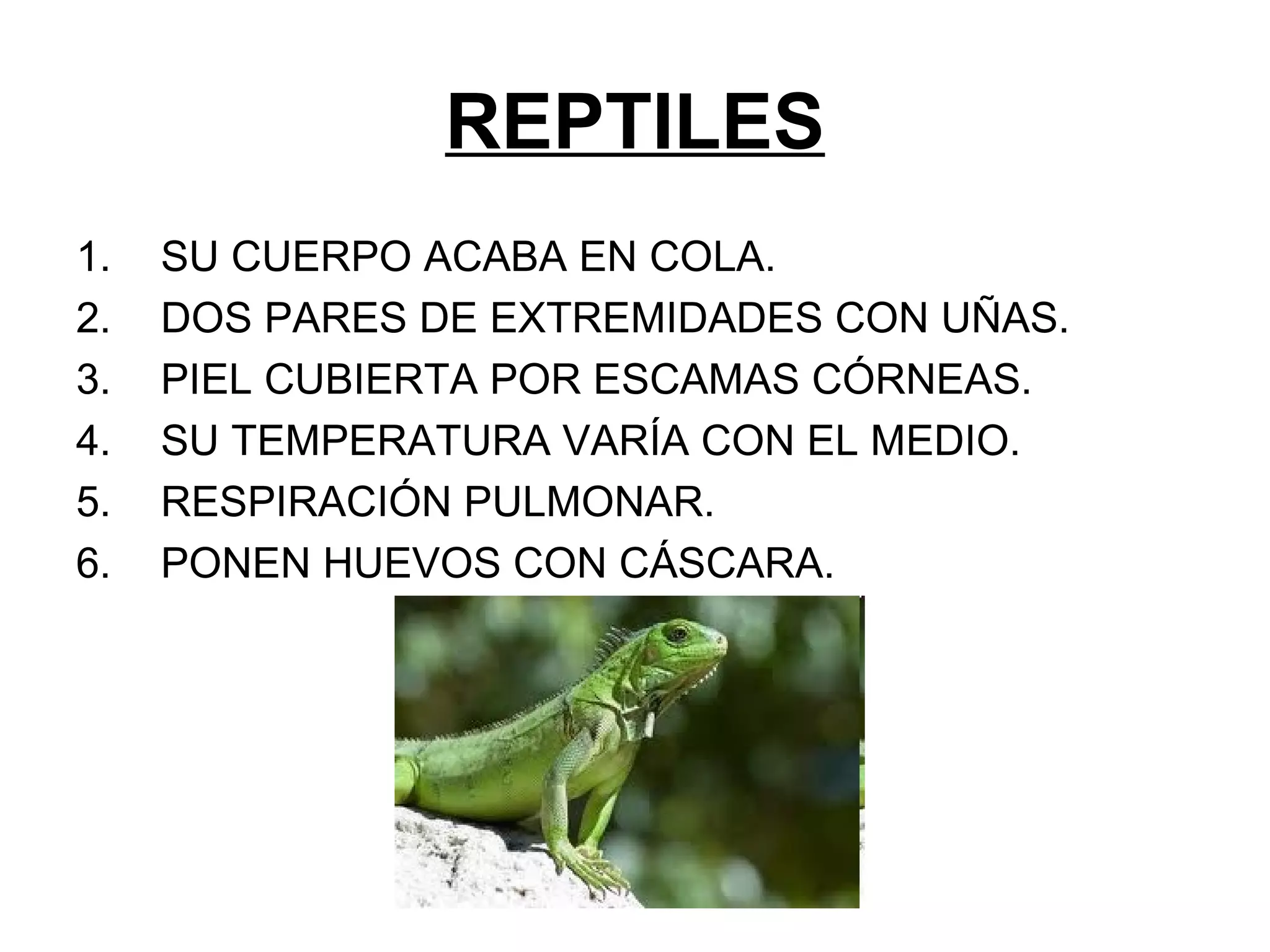 Animales vertebrados. rosa torres sánchez | PPT