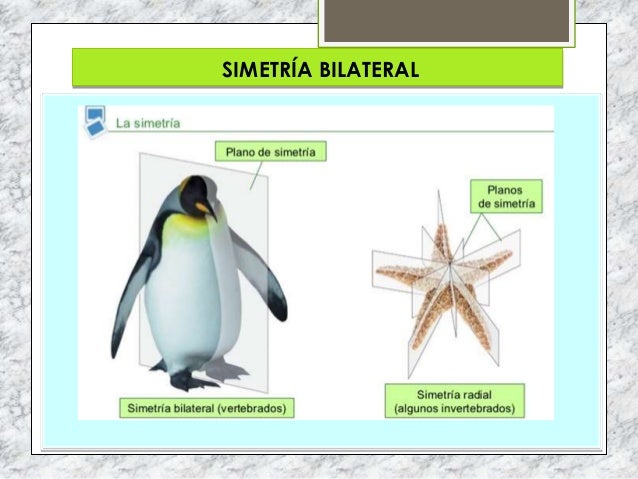 Animales vertebrados: mamiferos, aves, reptiles