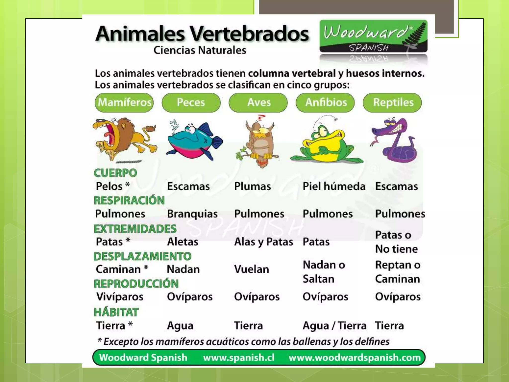 Animales vertebrados e invertebrados | PPTX