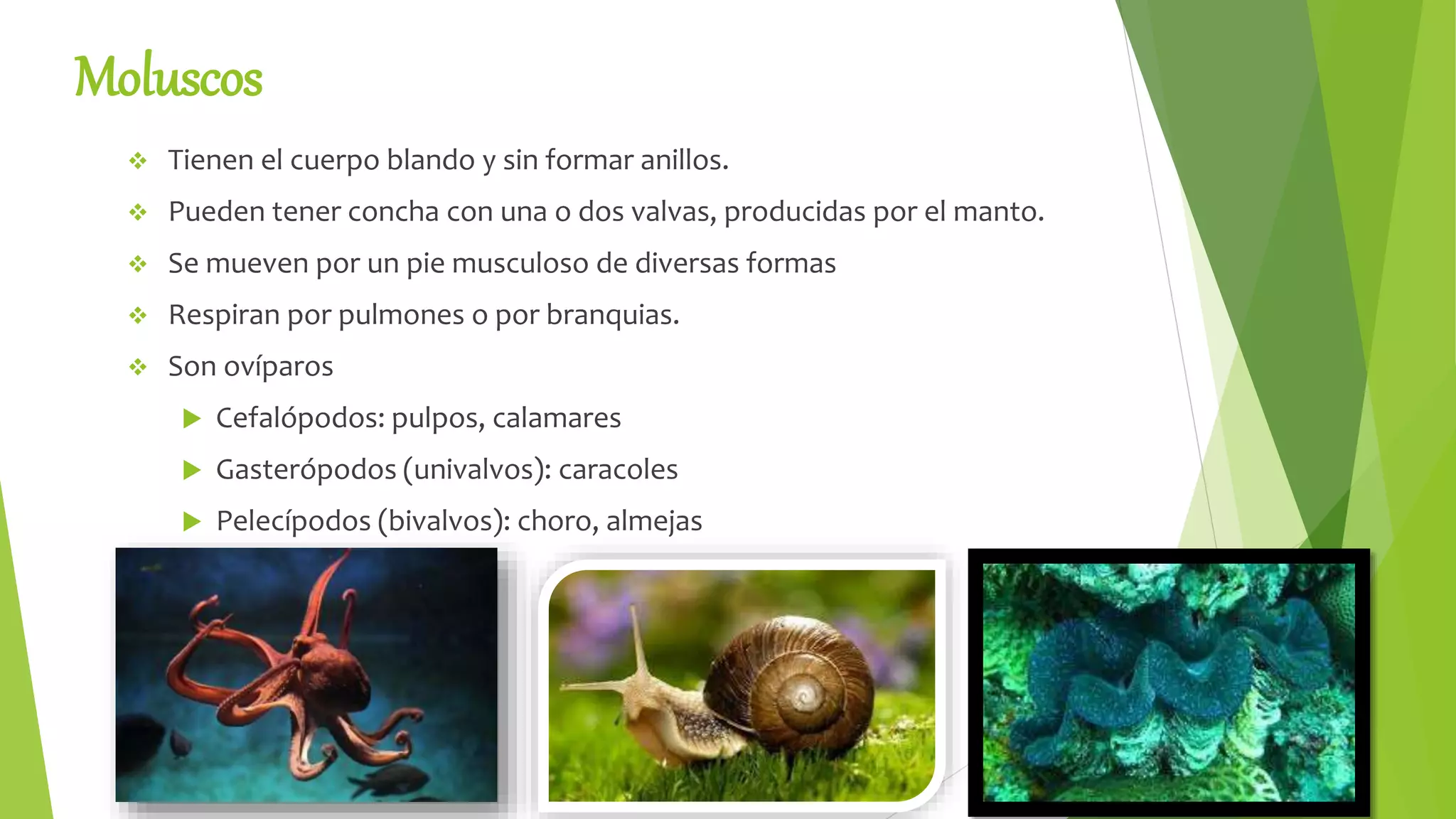 Animales vertebrados e invertebrados Vanessa Alejandra Gérman Guillén ...