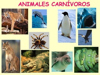 Animales vertebrados e invertebrados cristyna | PPT