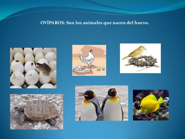 Animales que nasen del huevo - Imagui