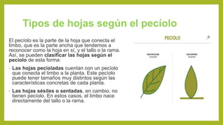 ANIMALES Y PLANTAS.pptx