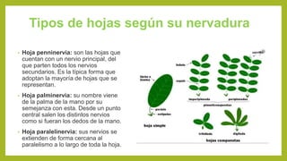 ANIMALES Y PLANTAS.pptx