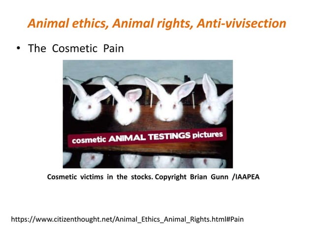Animal ethics | PPTX