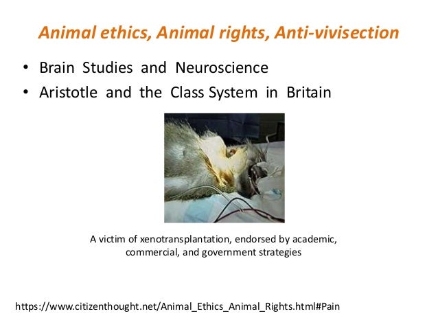 Animal ethics
