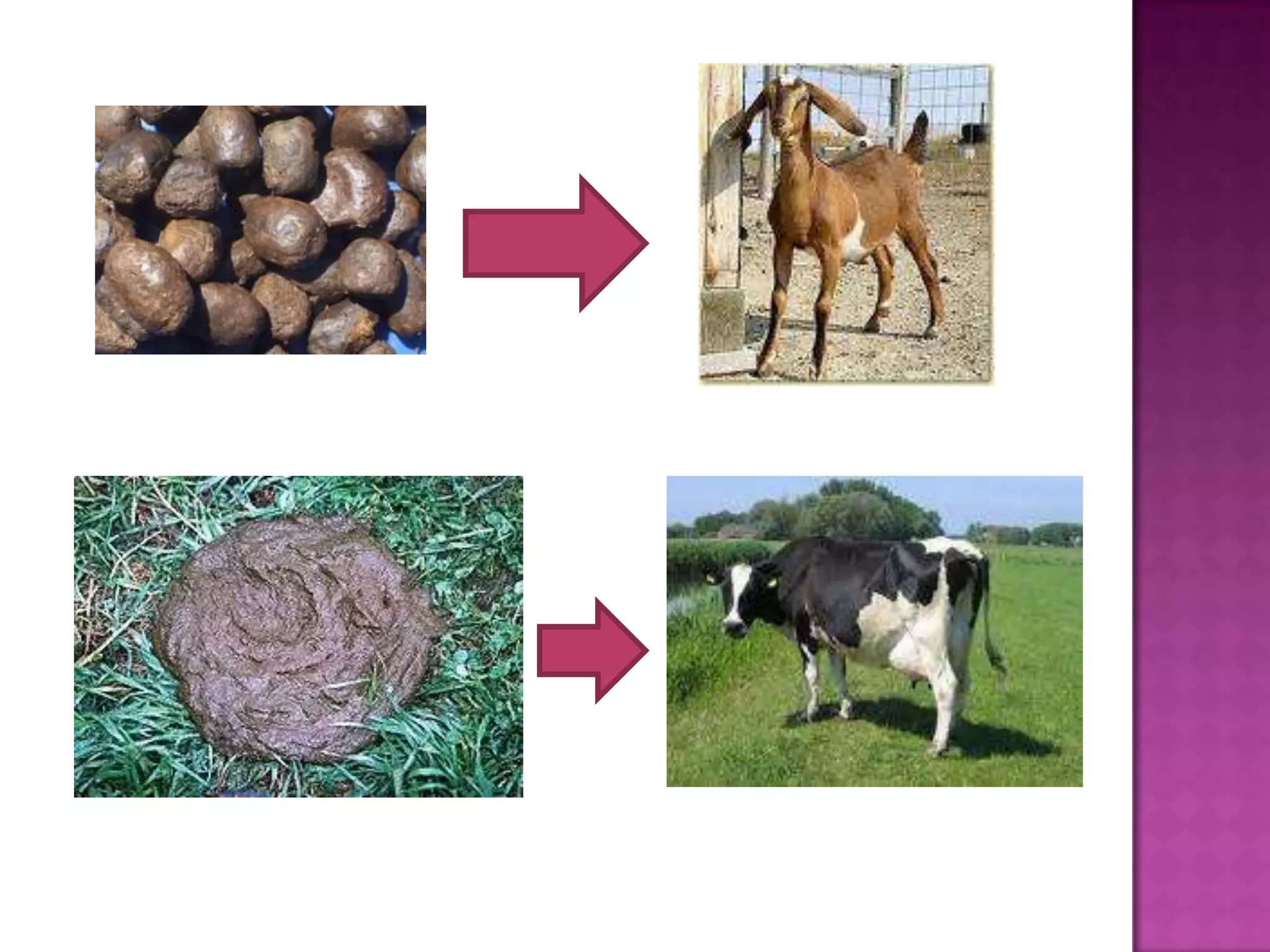 Animal excrete and defecate | PPT