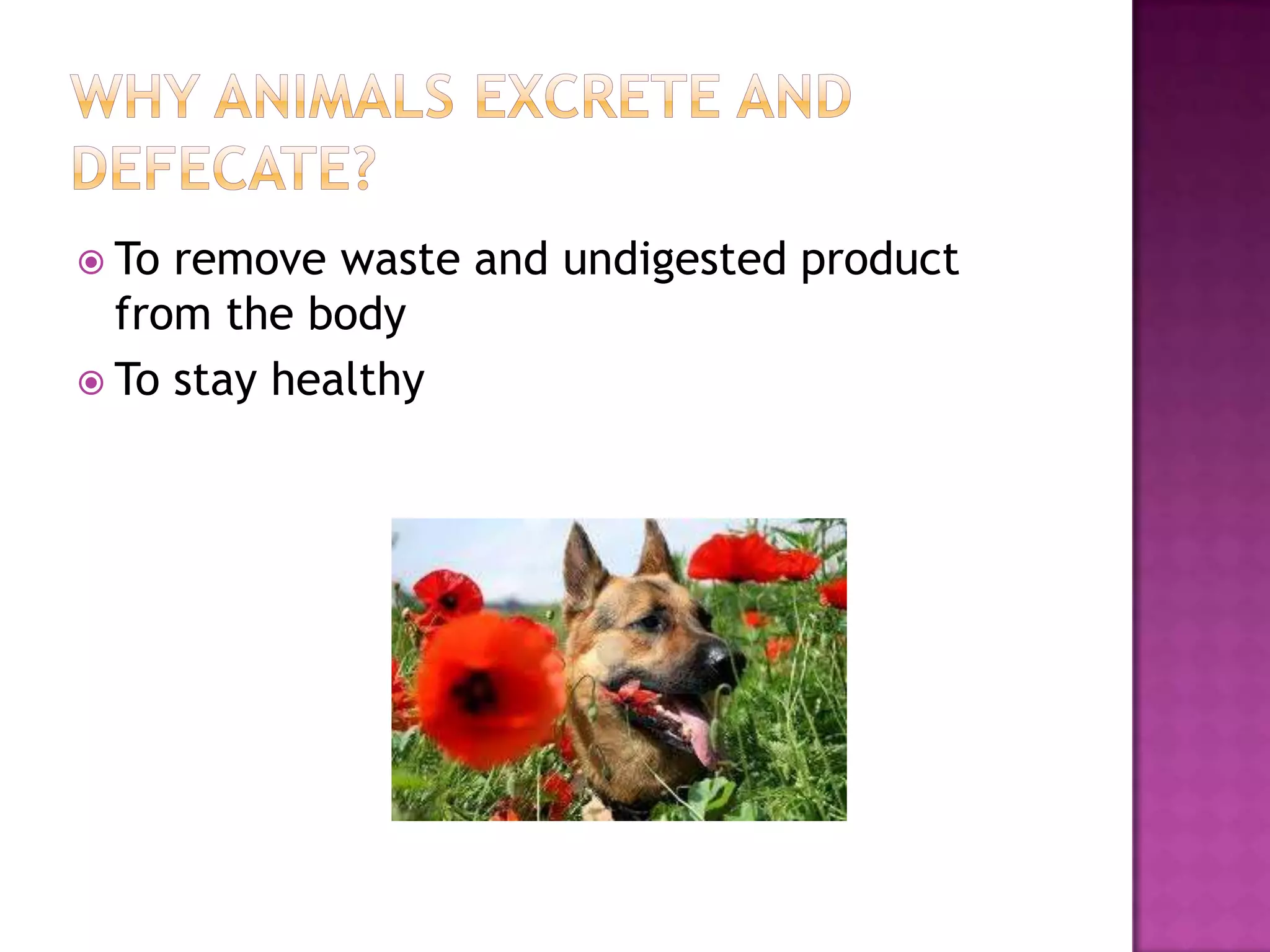 Animal excrete and defecate | PPTX