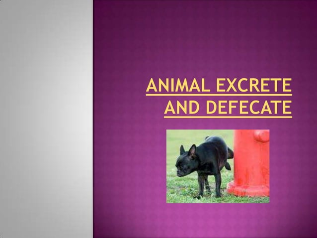 Animal excrete and defecate | PPTX