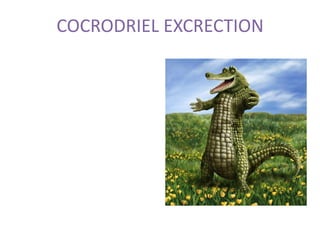 Animal excretion | PPT