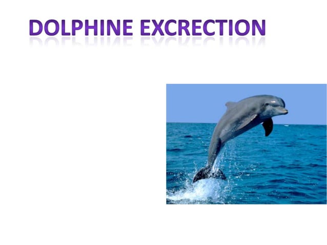 Animal excretion | PPT