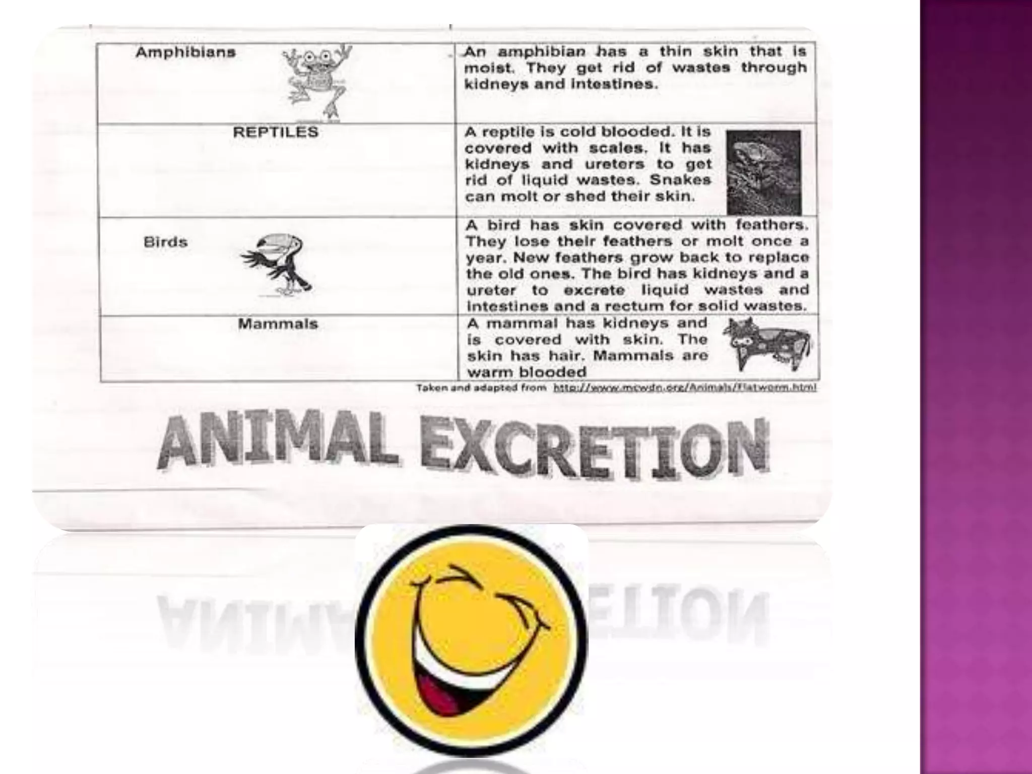 Animal excretion | PPTX