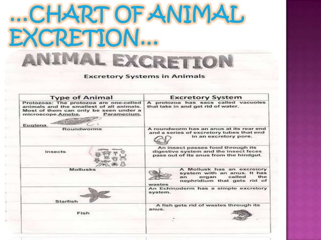 Animal excretion | PPTX