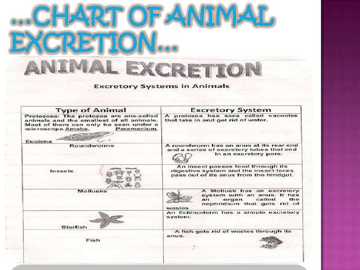 Science Excretion In Humans And Animals English Youtube