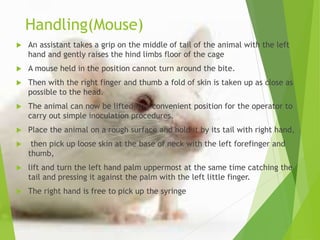 laboratory animals | PPTX