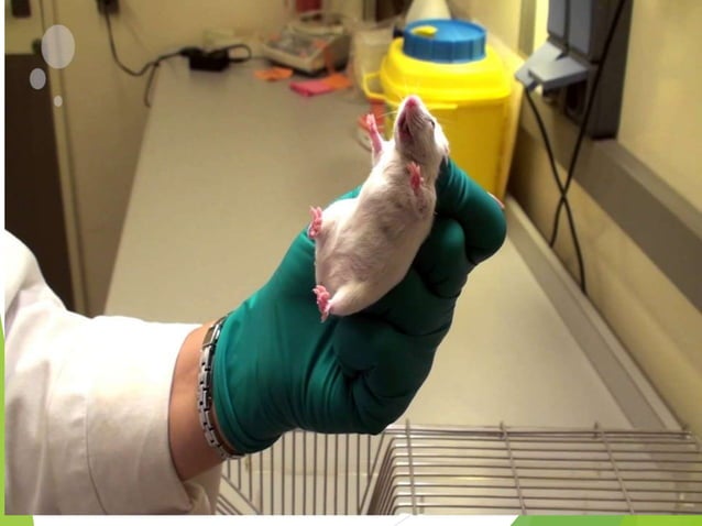 laboratory animals | PPTX | Veterinary Medicine | Pets