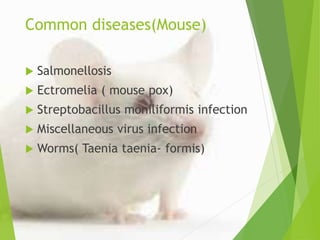 laboratory animals | PPTX