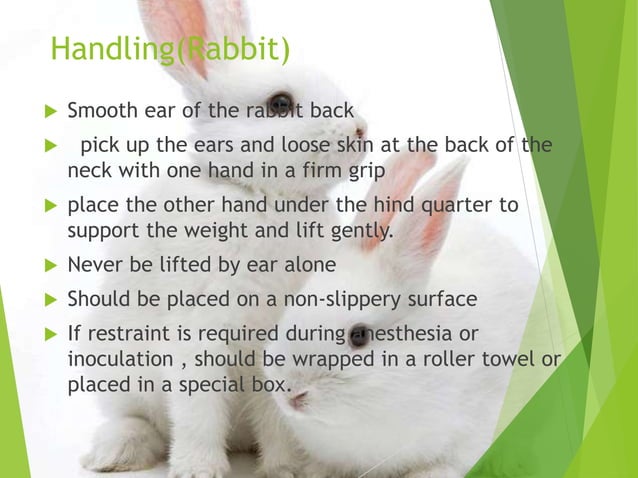 laboratory animals | PPTX | Veterinary Medicine | Pets