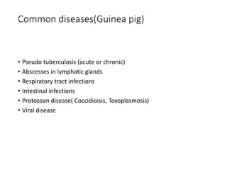 Handling of laboratory animal | PPTX