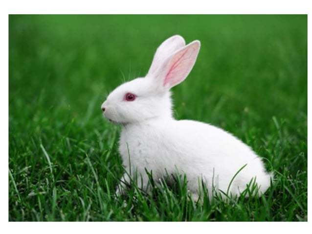 Handling of laboratory animal | PPTX