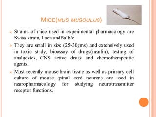 Animal experiments | PPTX