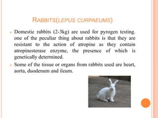 Animal experiments | PPTX