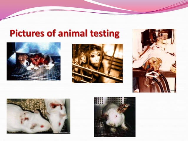 Animal experiments | PPTX | Veterinary Medicine | Pets