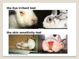 Animal experiments for cosmetics yui fukamatsu | PPT