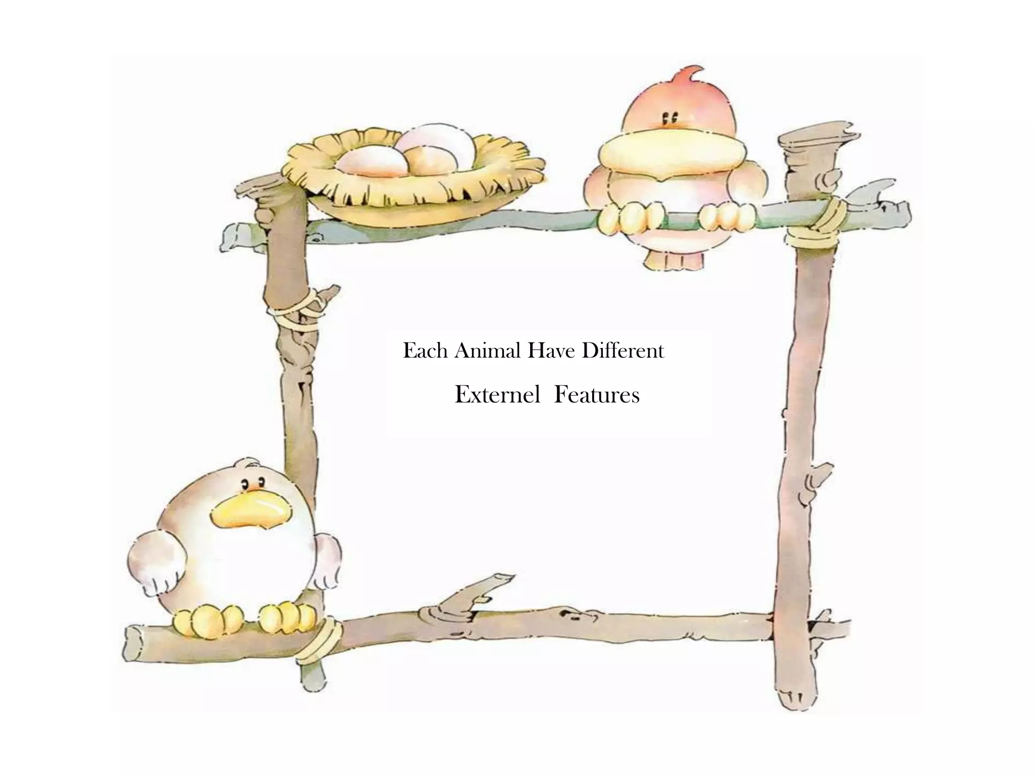 Animal external features | PPSX