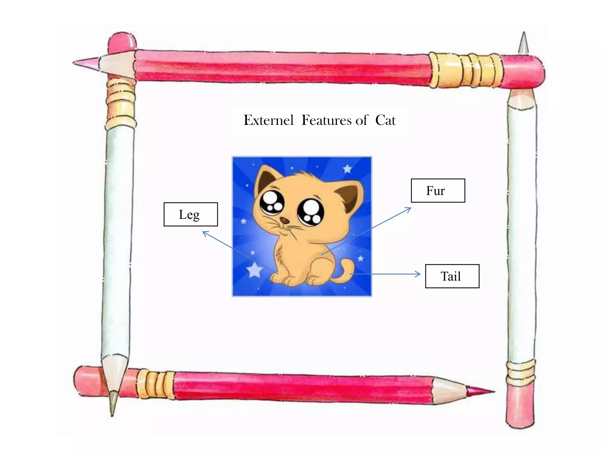 Animal external features | PPSX