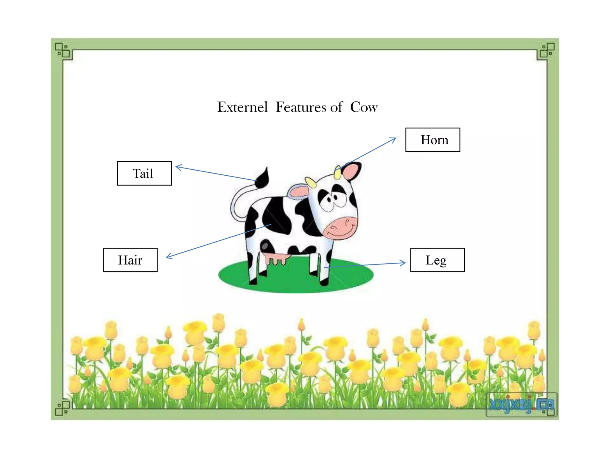 Animal external features | PPSX