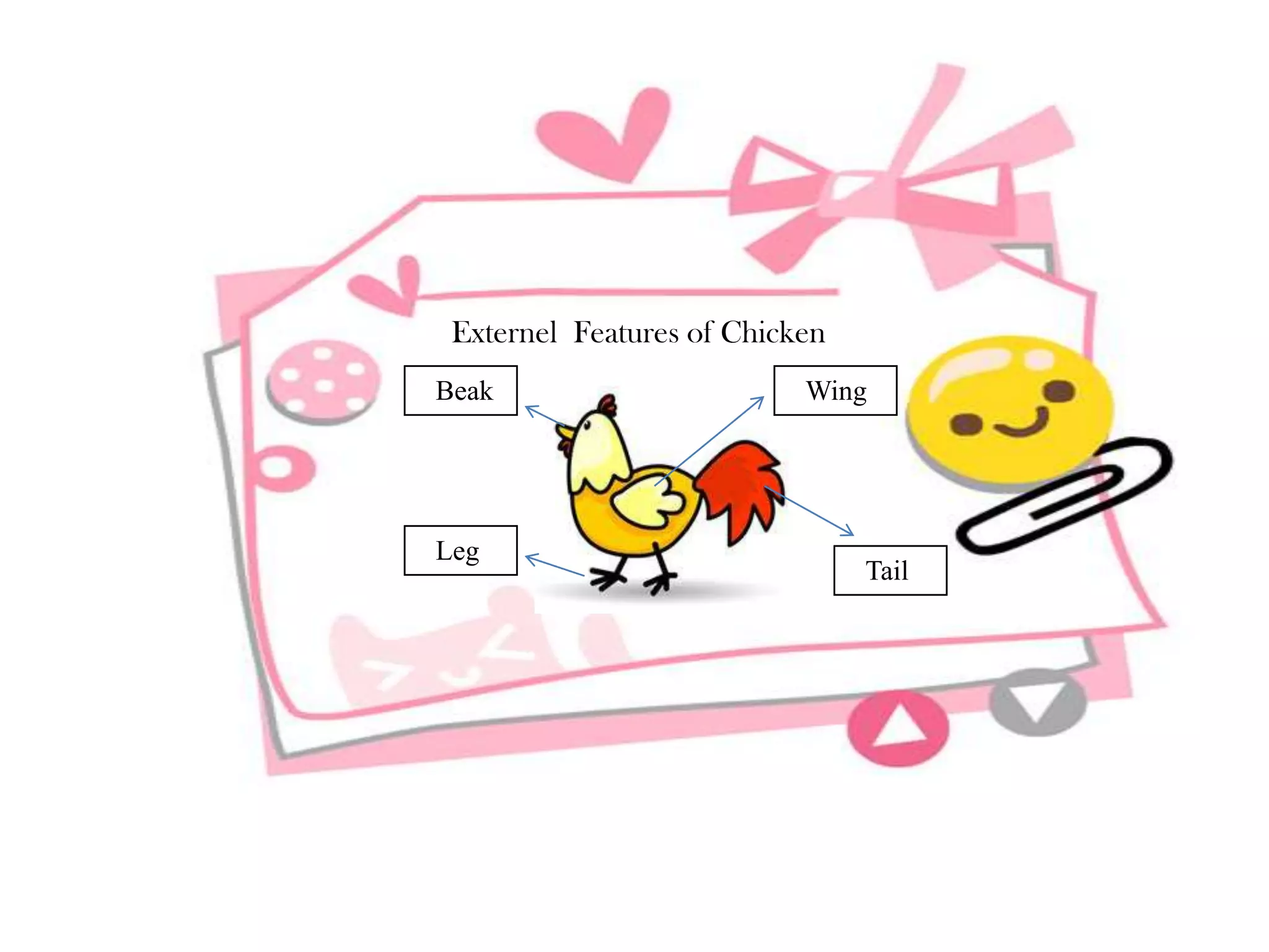 Animal external features | PPSX