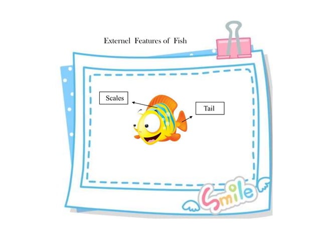 Animal external features | PPSX