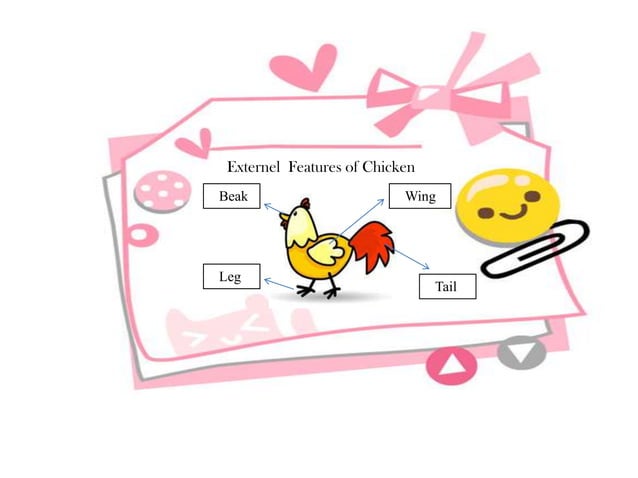 Animal external features | PPSX