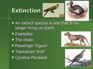 Animal Extinctionand Endangerment | PPT