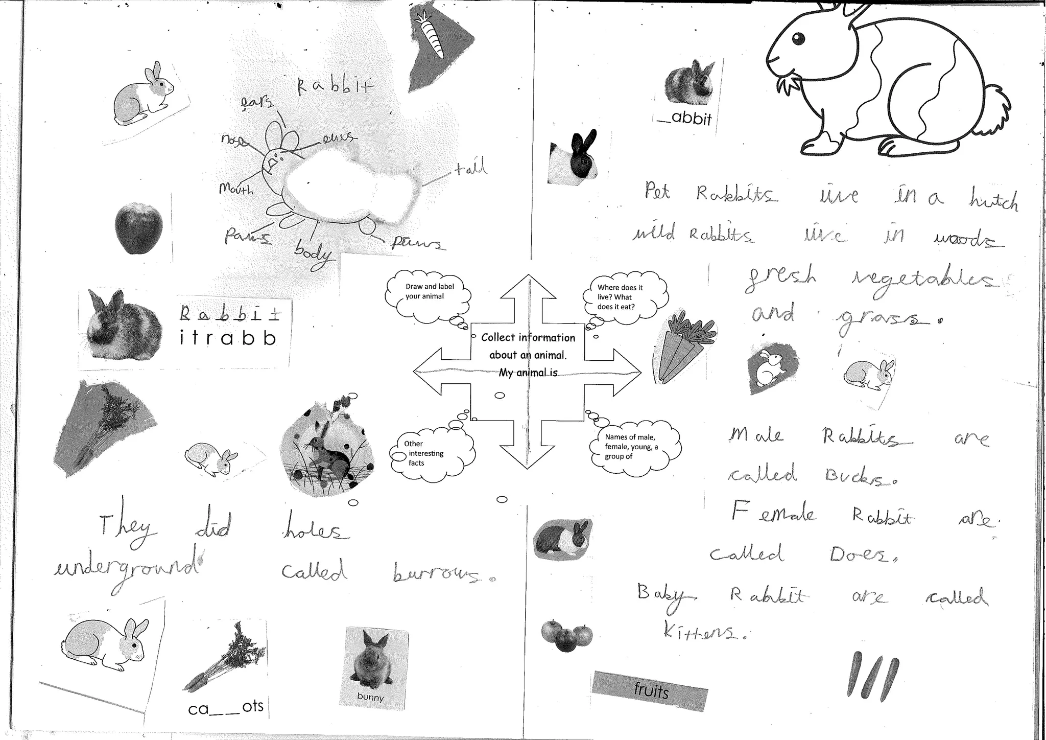 Class 2 Learning Log Animal Fact Files | PPT | Free Download