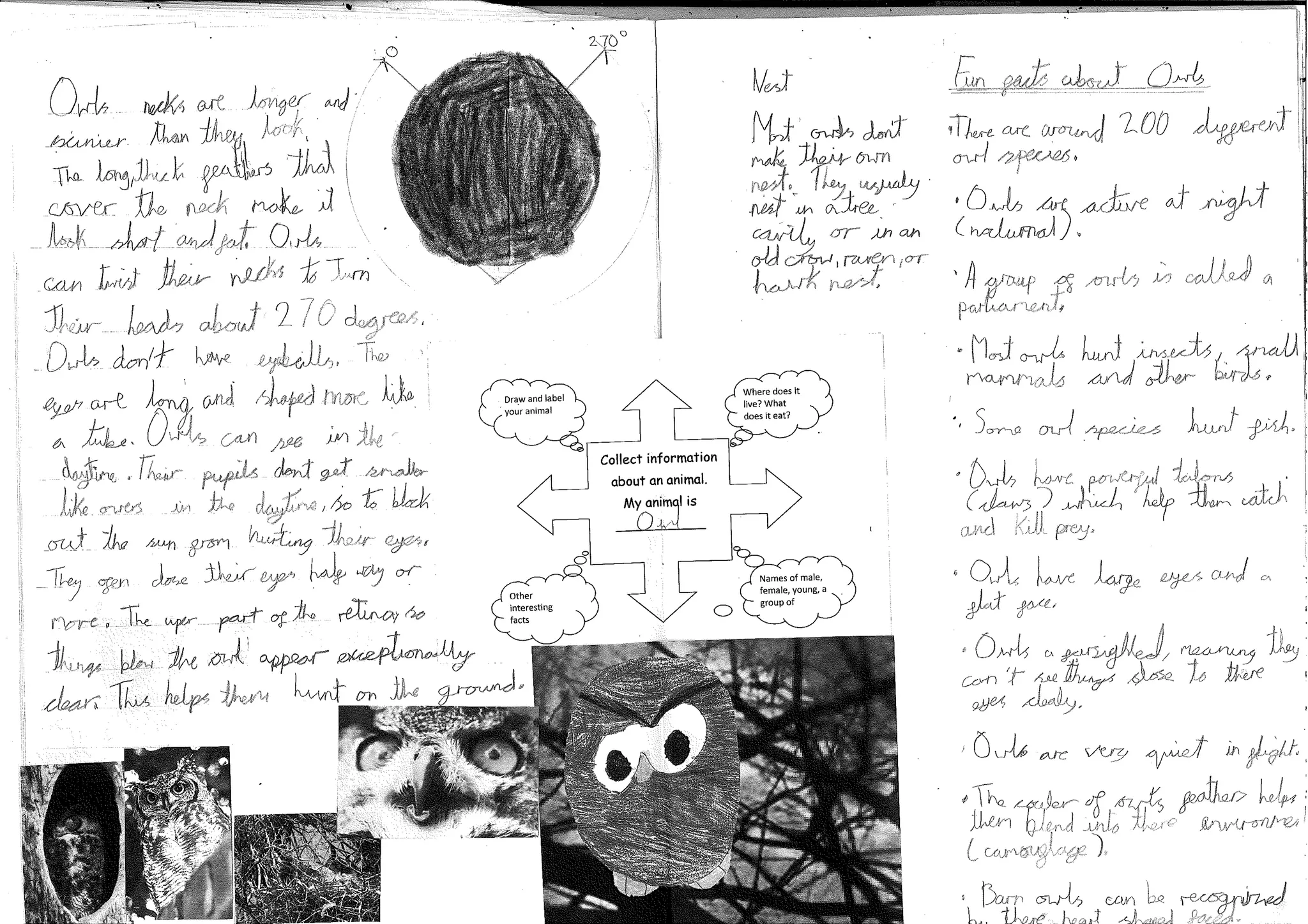 Class 2 Learning Log Animal Fact Files | PPT