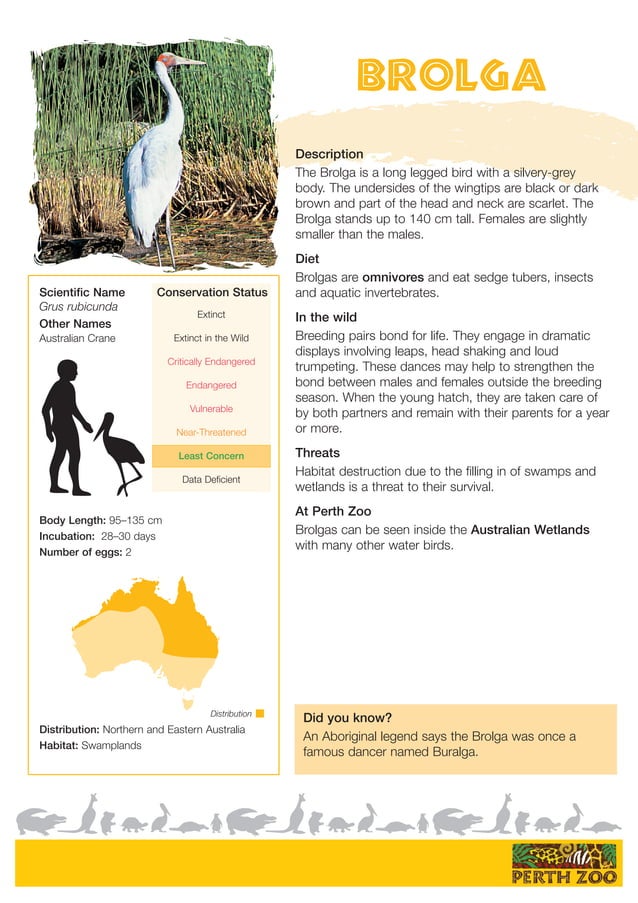 Animal fact sheets | PDF