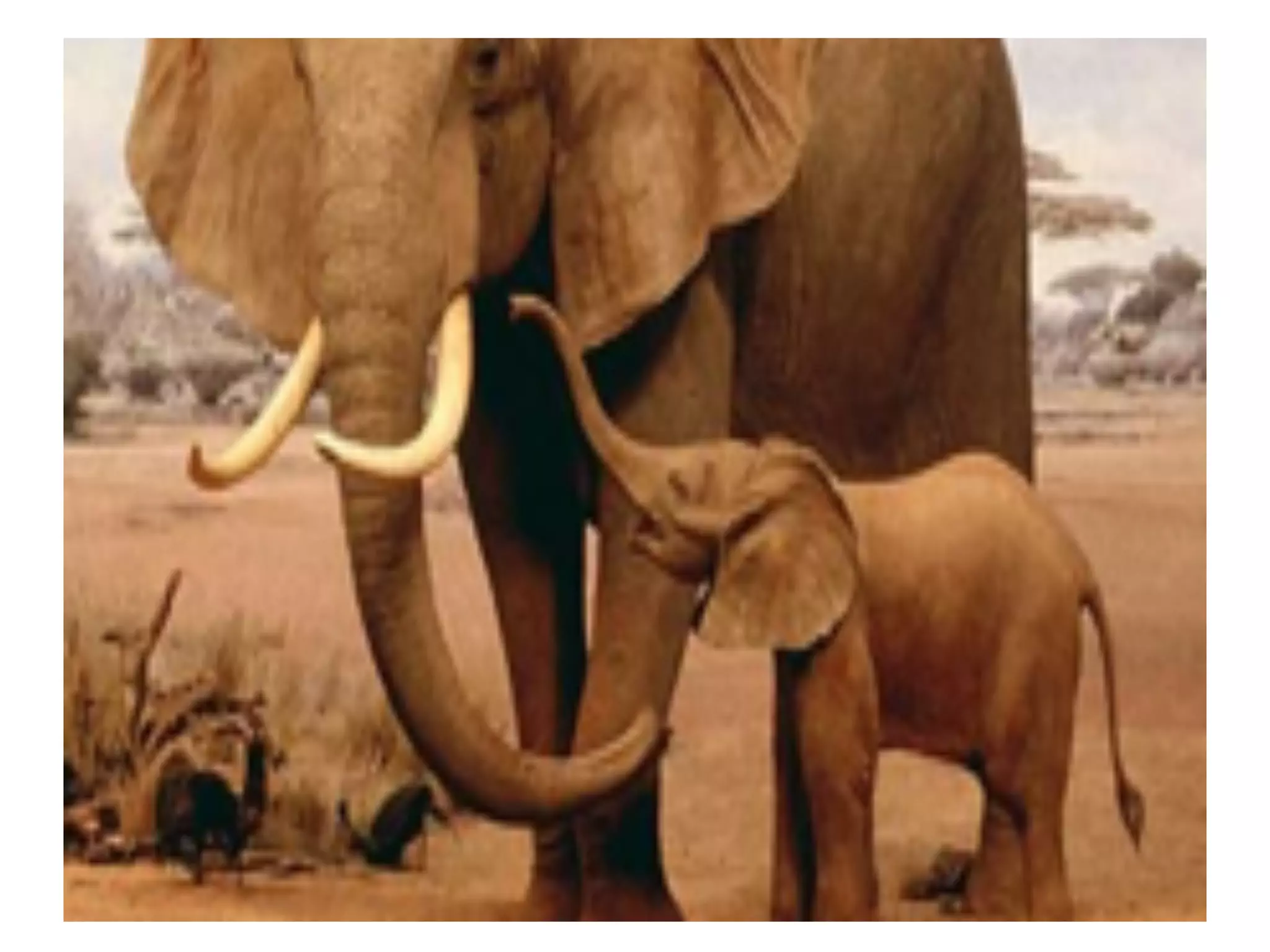 Animal family | PDF