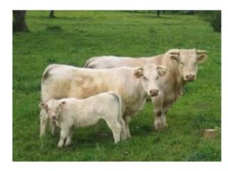 Animal family | PDF