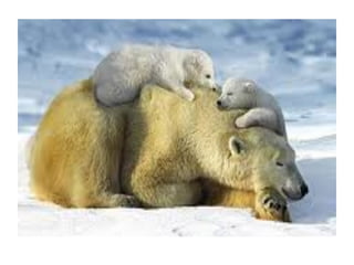 Animal family | PDF