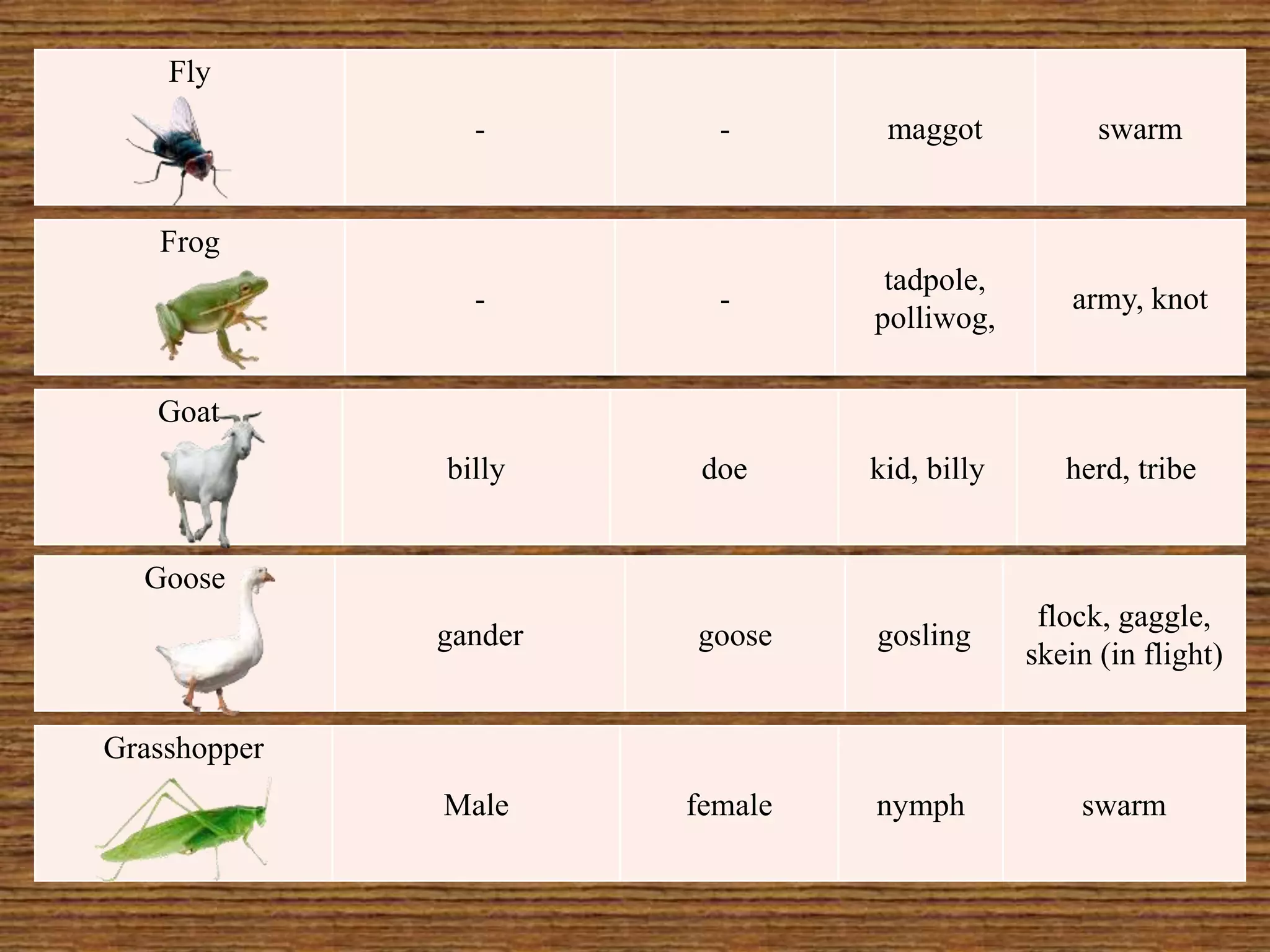 Farm Animal Family and Farm areas | PPTX