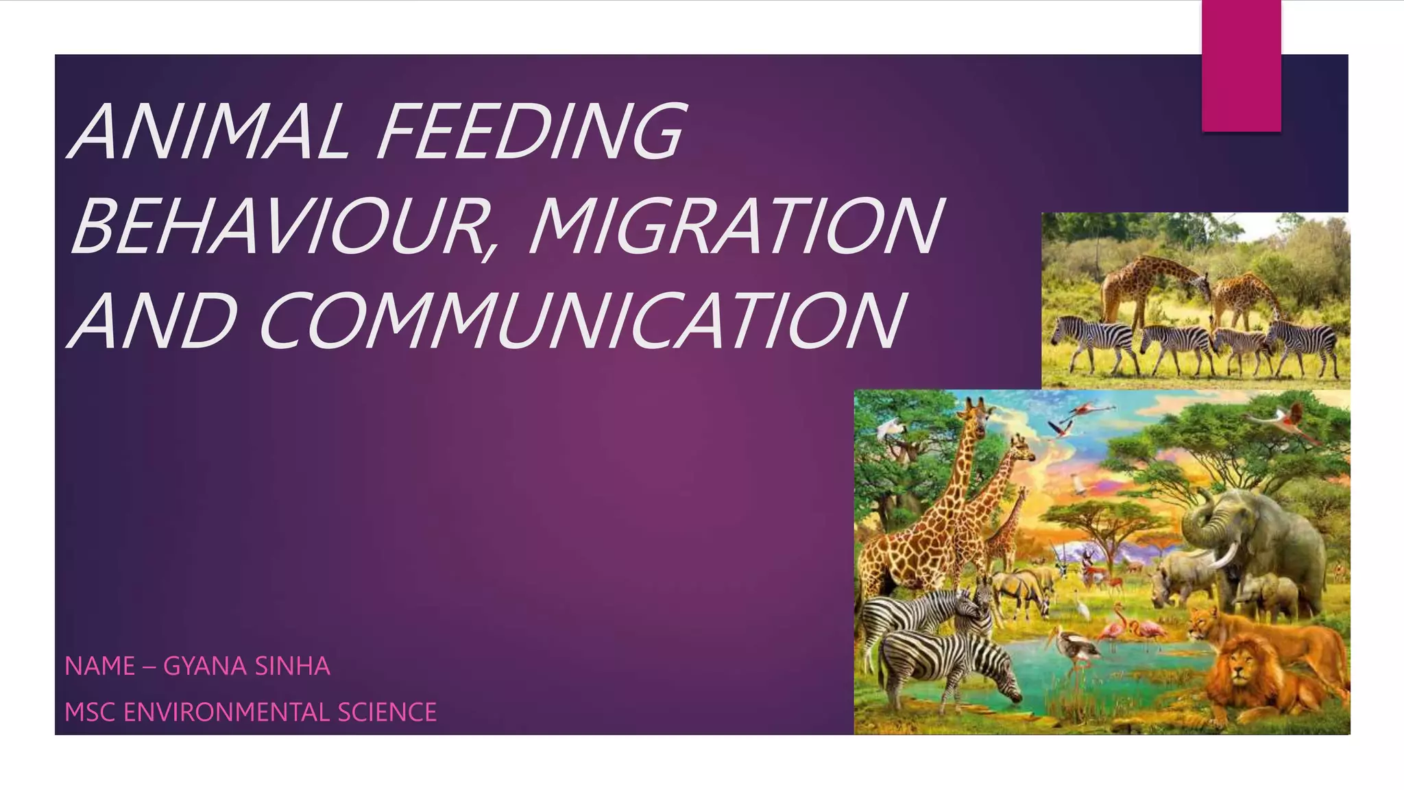 Animal Feeding Behaviour Migration and communication.pptx