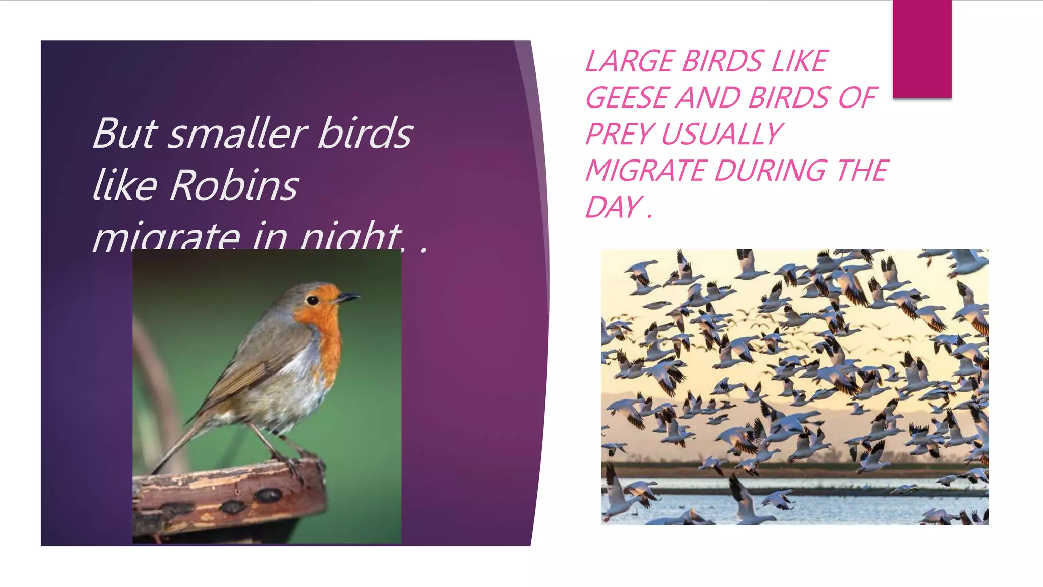 Animal Feeding Behaviour Migration and communication.pptx