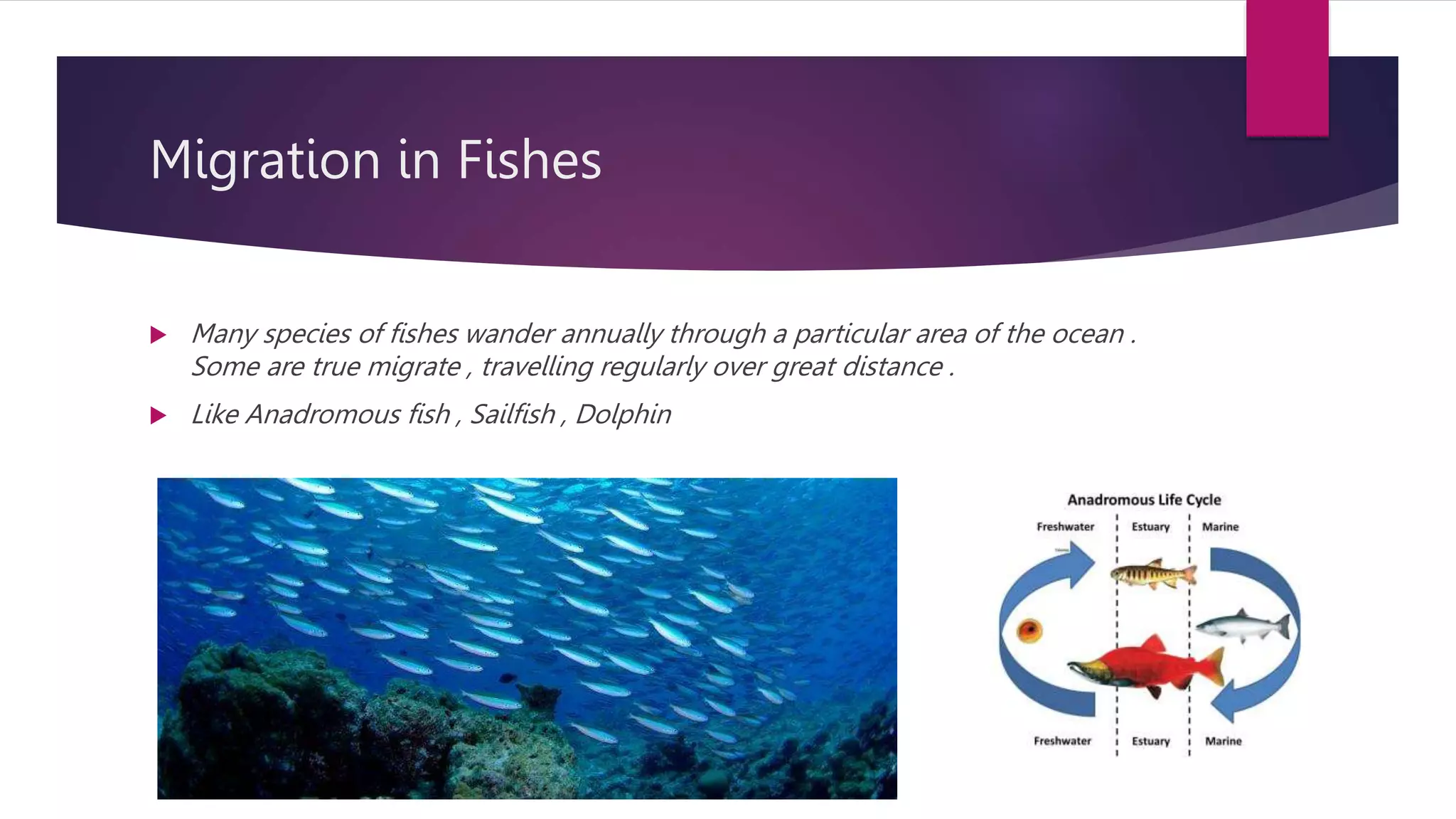 Animal Feeding Behaviour Migration and communication.pptx