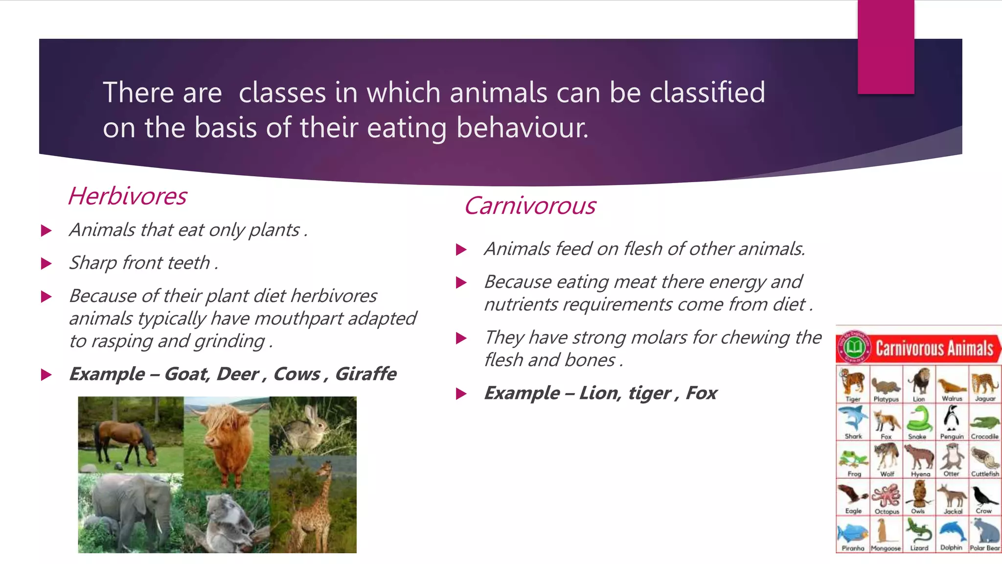 Animal Feeding Behaviour Migration and communication.pptx