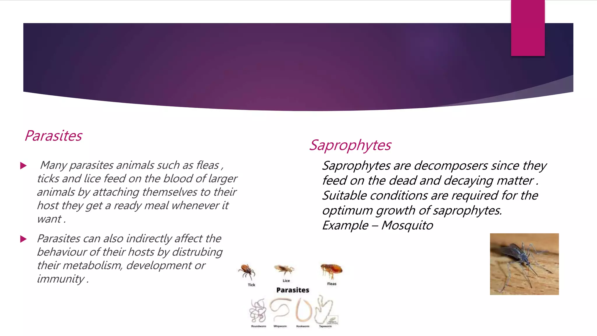 Animal Feeding Behaviour Migration and communication.pptx