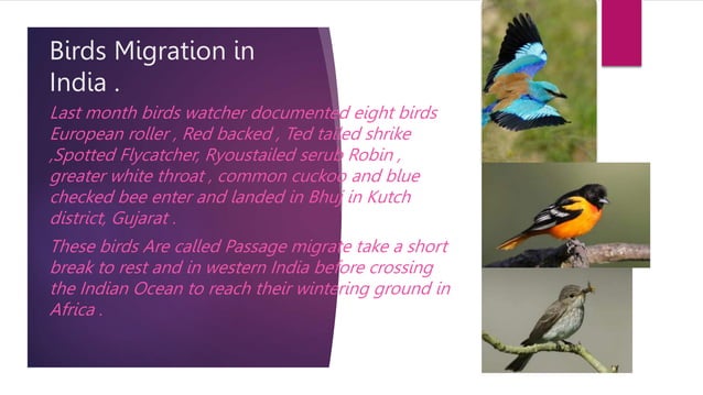 Animal Feeding Behaviour Migration and communication.pptx